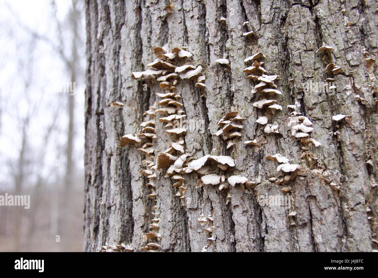 mushrooms growing on tree in forest Stock Photo - Alamy