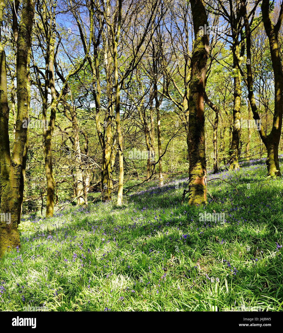 Native English Hyacinthoides in an ancient Woodland Stock Photo - Alamy