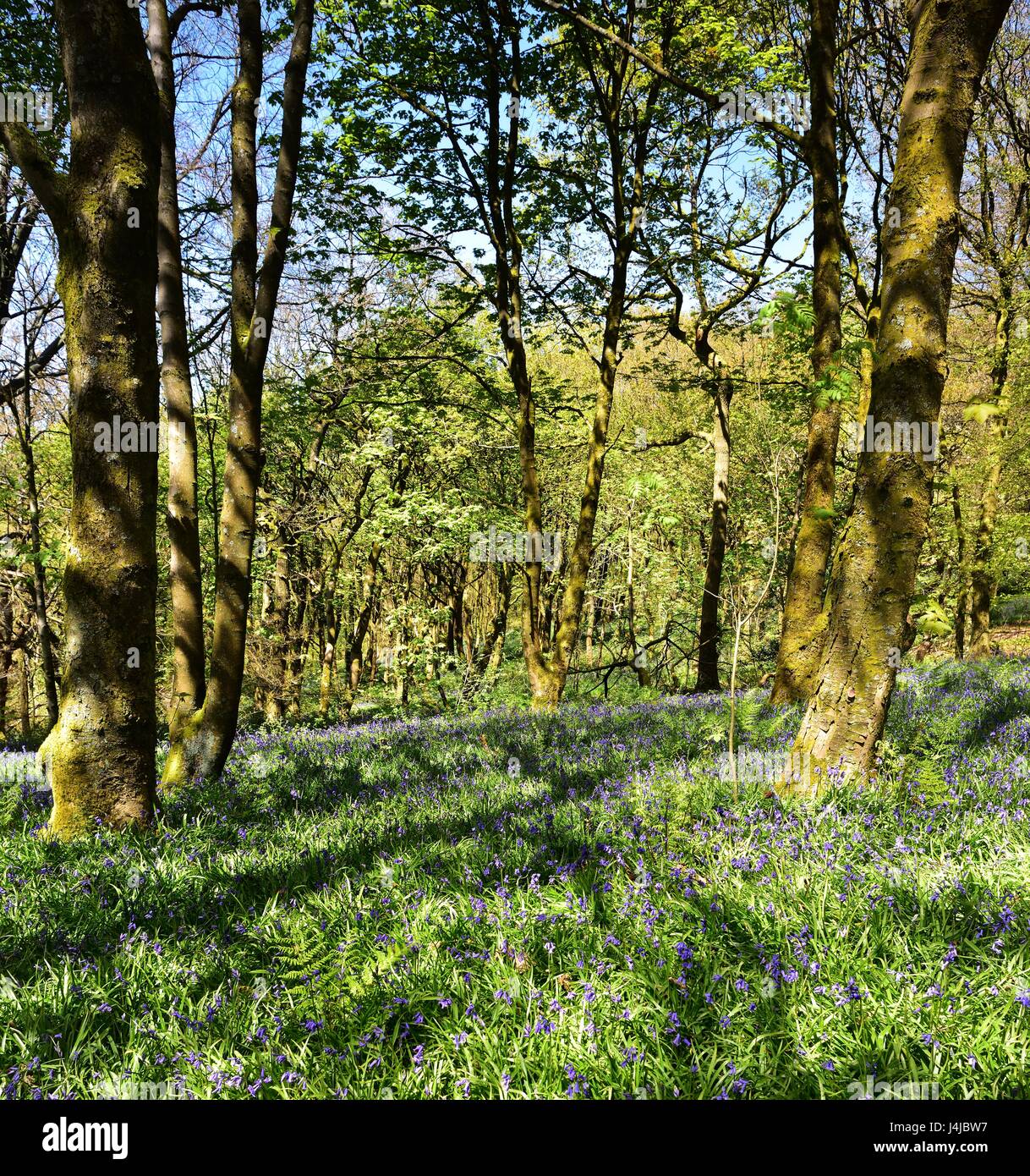 Native English Hyacinthoides in an ancient Woodland Stock Photo - Alamy