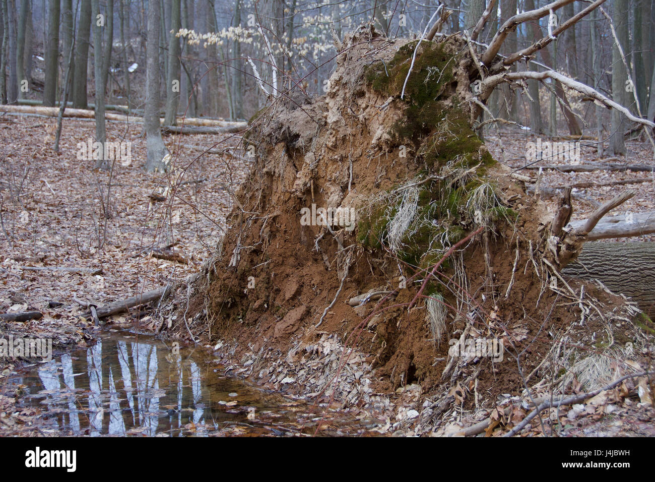toppled over fallen tree with roots visible in forest Stock Photo - Alamy
