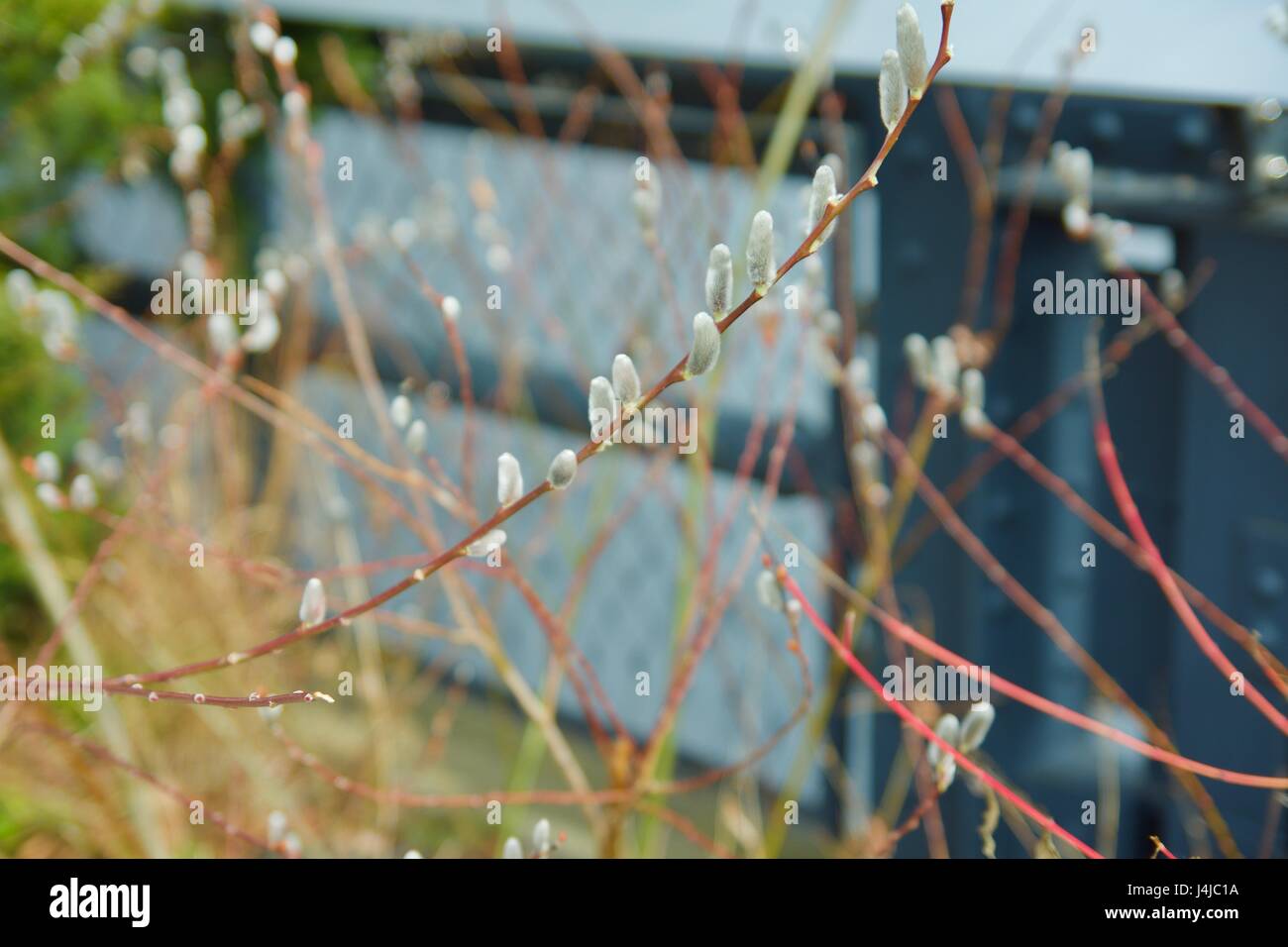 signs of early spring on urban background Stock Photo - Alamy