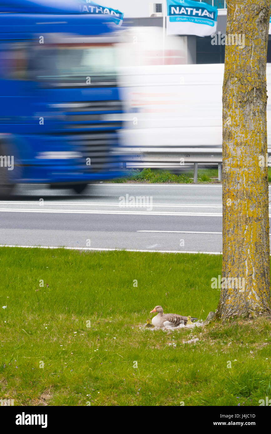 Geese with nest and chicks breed on the edge of a road with cars and ...