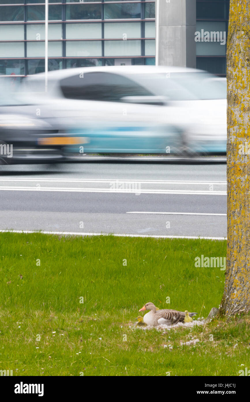 Geese with nest and chicks breed on the edge of a road with cars and ...