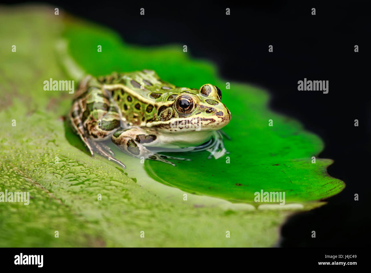 Lily Pad Frog High Resolution Stock Photography and Images - Alamy