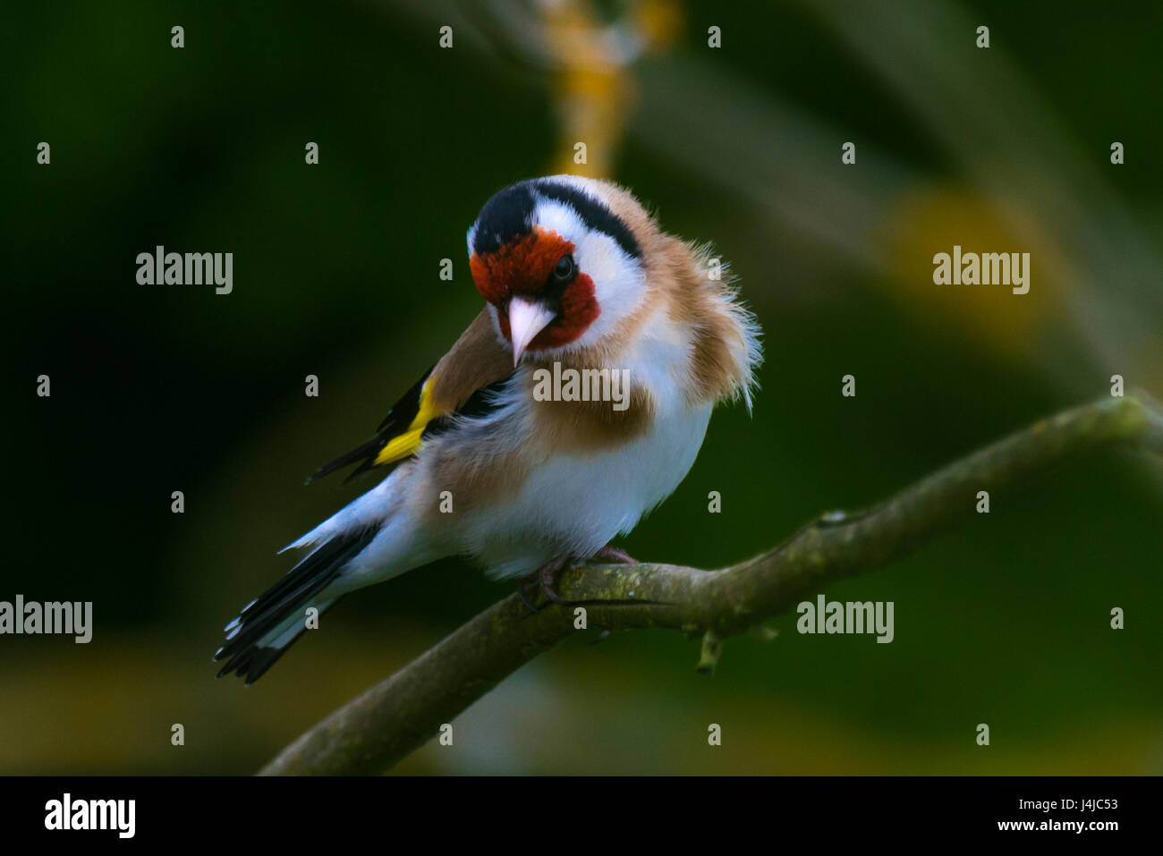 colorful Stieglitz on a branch Stock Photo - Alamy