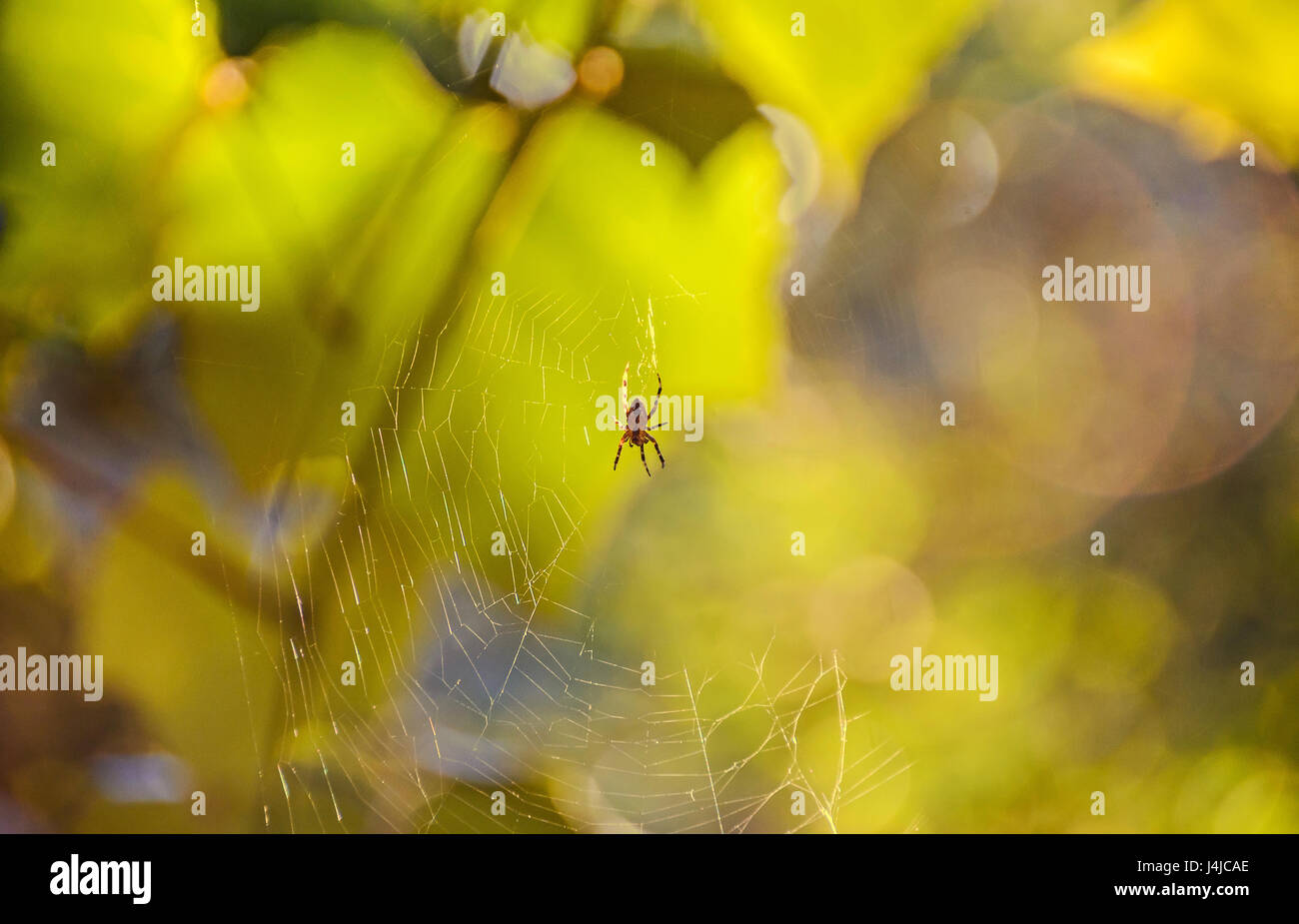 Spider on spiderweb, sun rays, gradient bokeh background, close up ...