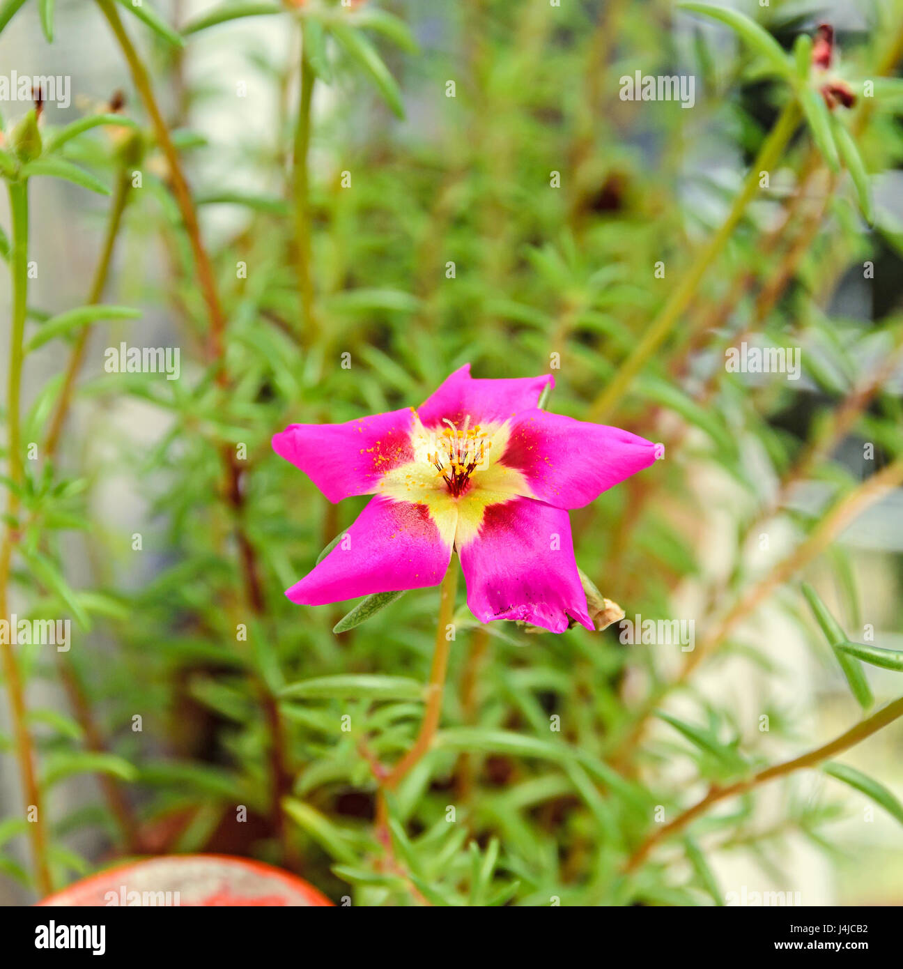 Pink Portulaca grandiflora flower, rose moss, eleven o'clock Mexican ...
