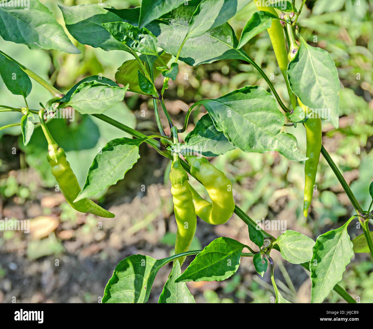 Green chili pepper plant (chile pepper or chilli pepper), genus ...