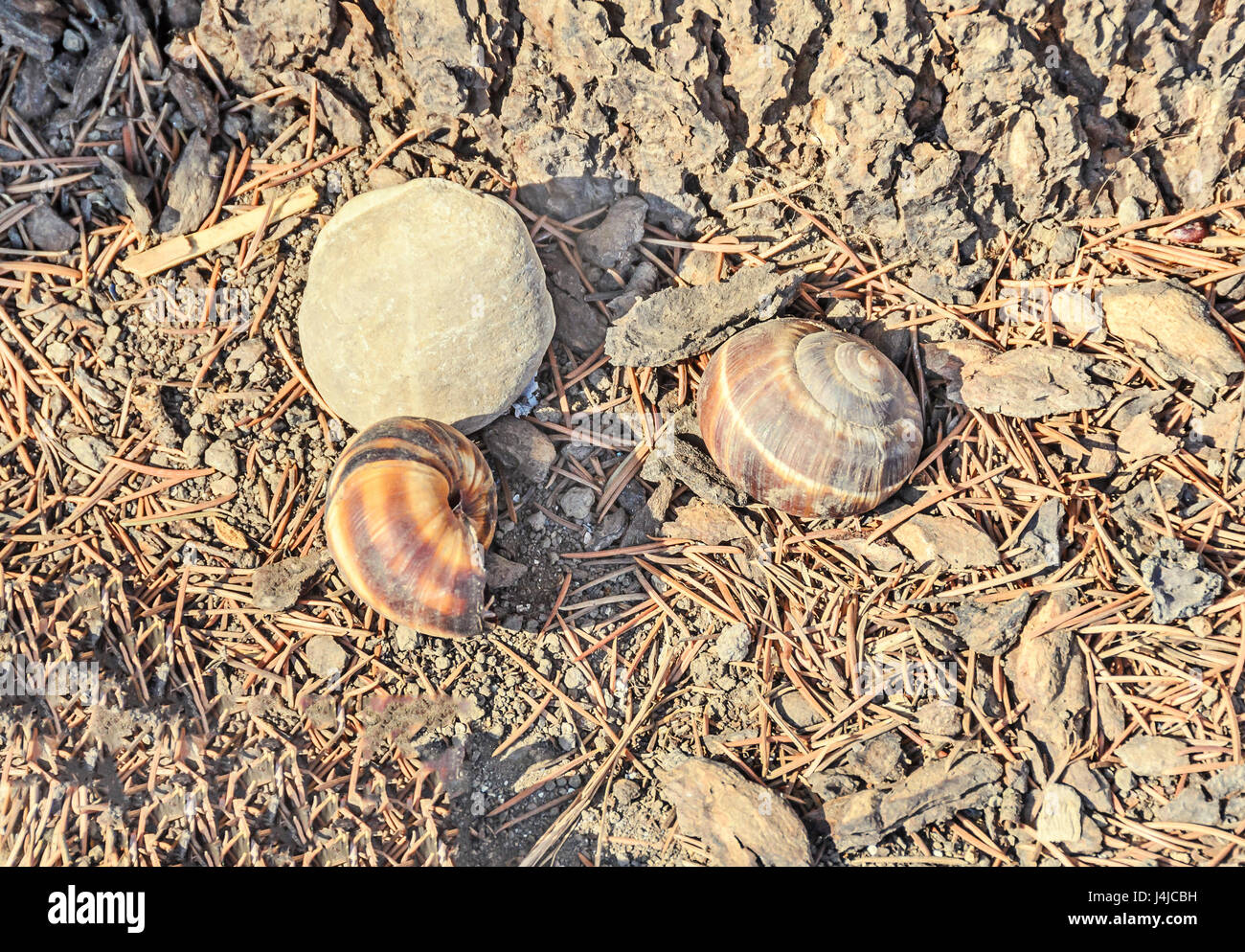 Brown Snail shell on the ground, outdoor close up Stock Photo - Alamy