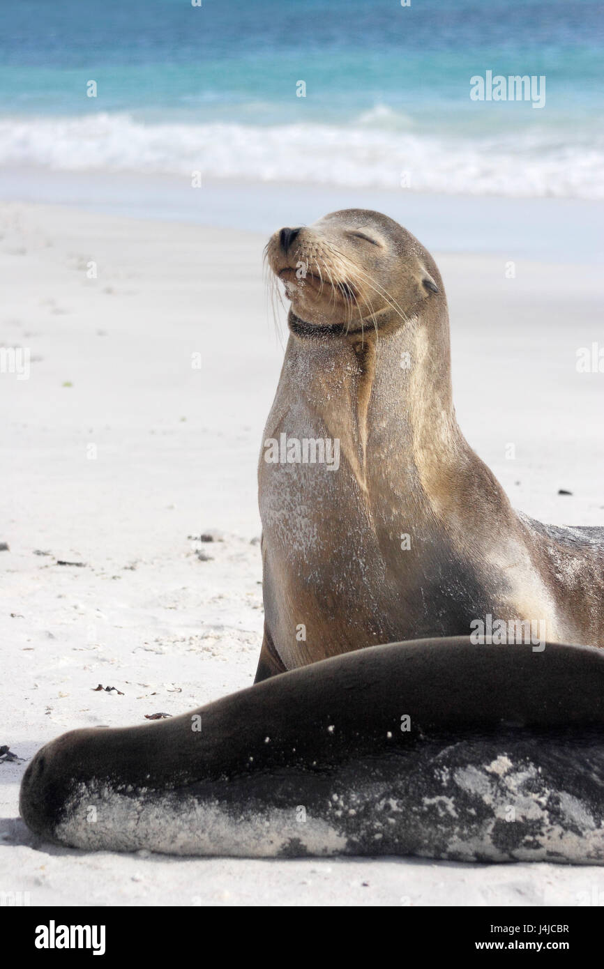 Galapagos Sea Lion on the beach, Gardner Bay, Espanola, Galapagos ...