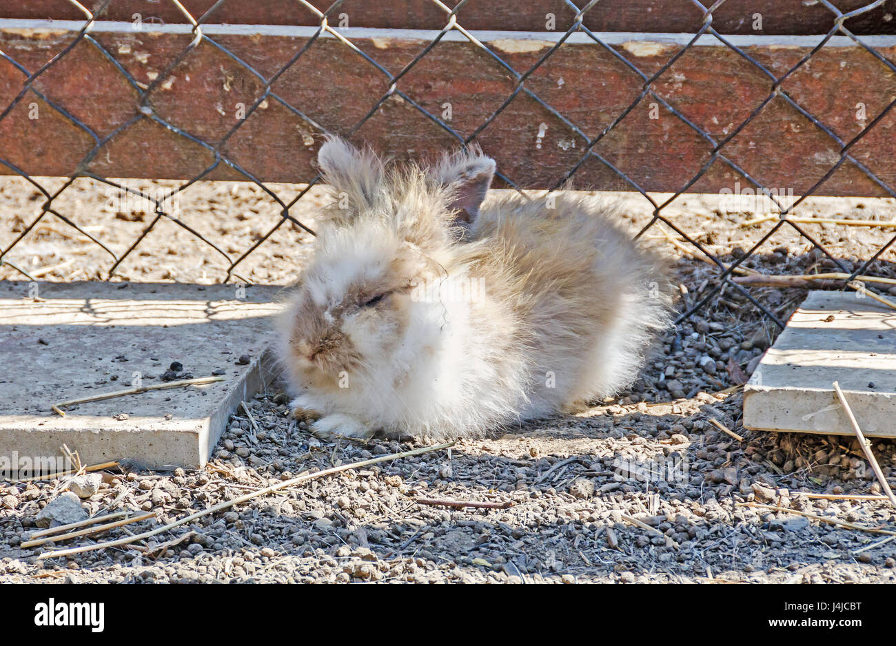 White beige fluffy rabbit, close up portrait, outdoor Stock Photo - Alamy