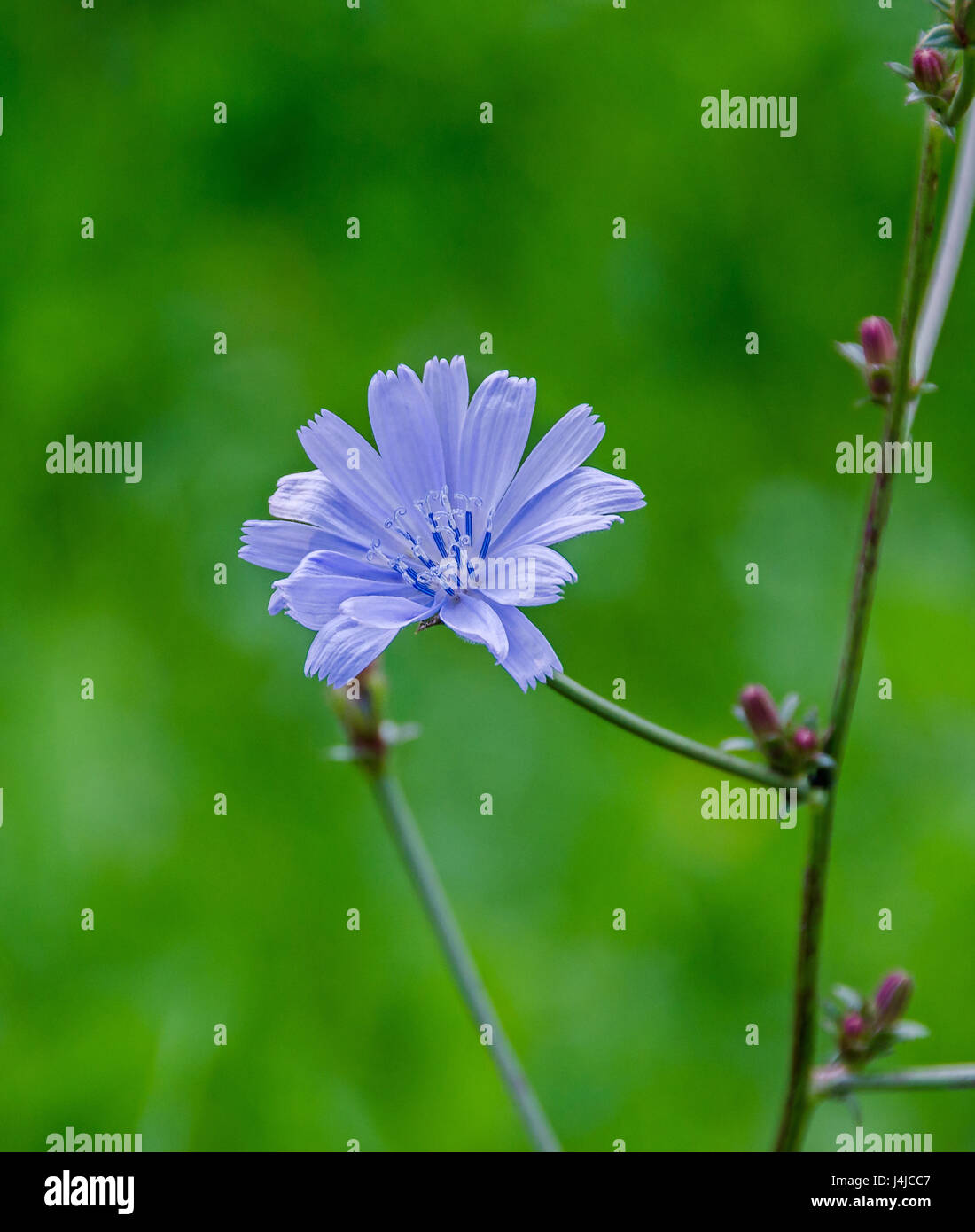 Cichorium intybus blue flower, close up, green bookeh background, in ...