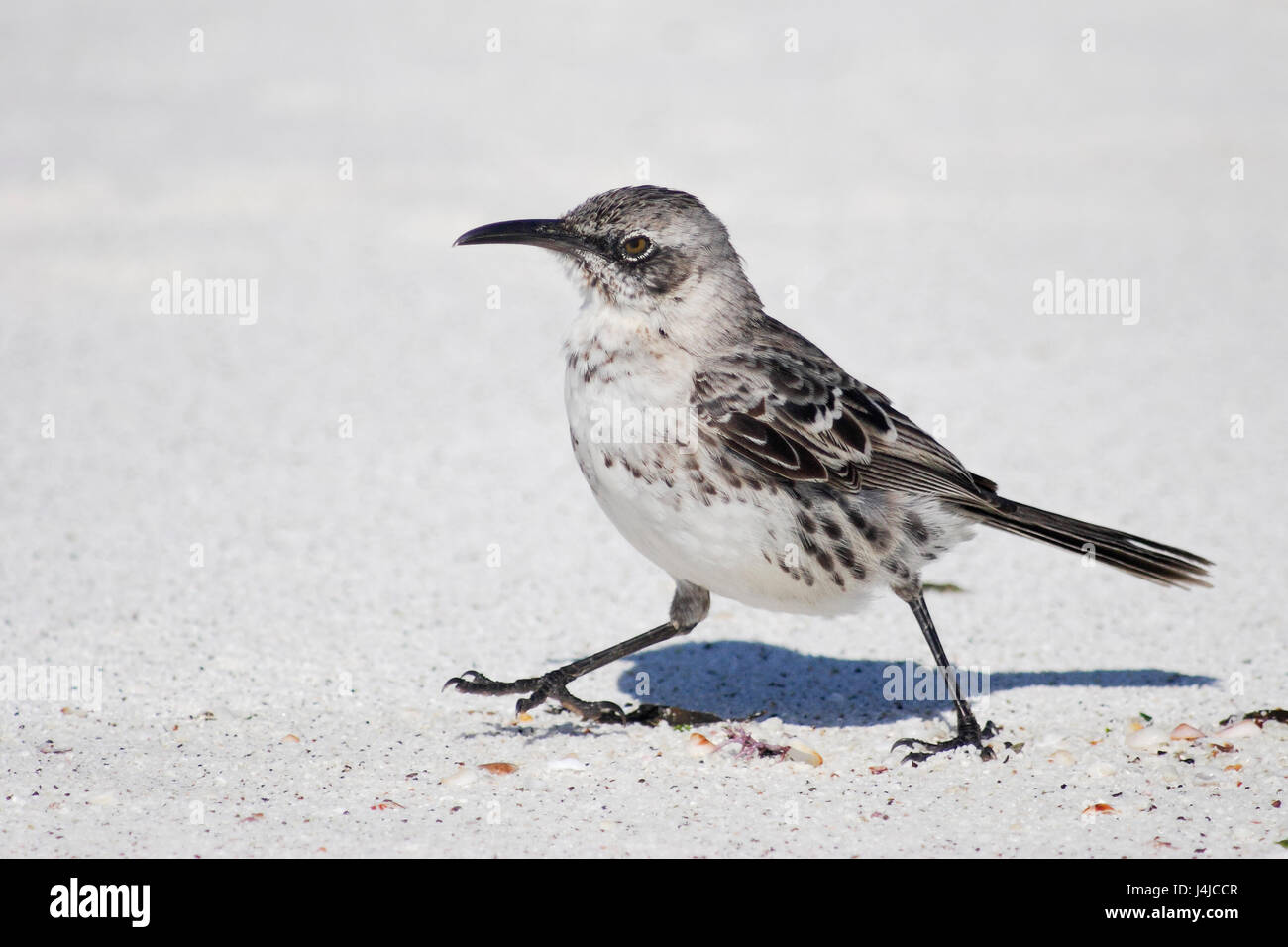 Hood mockingbird (Mimus macdonaldi) on the beach, Gardner Bay, Espanola ...