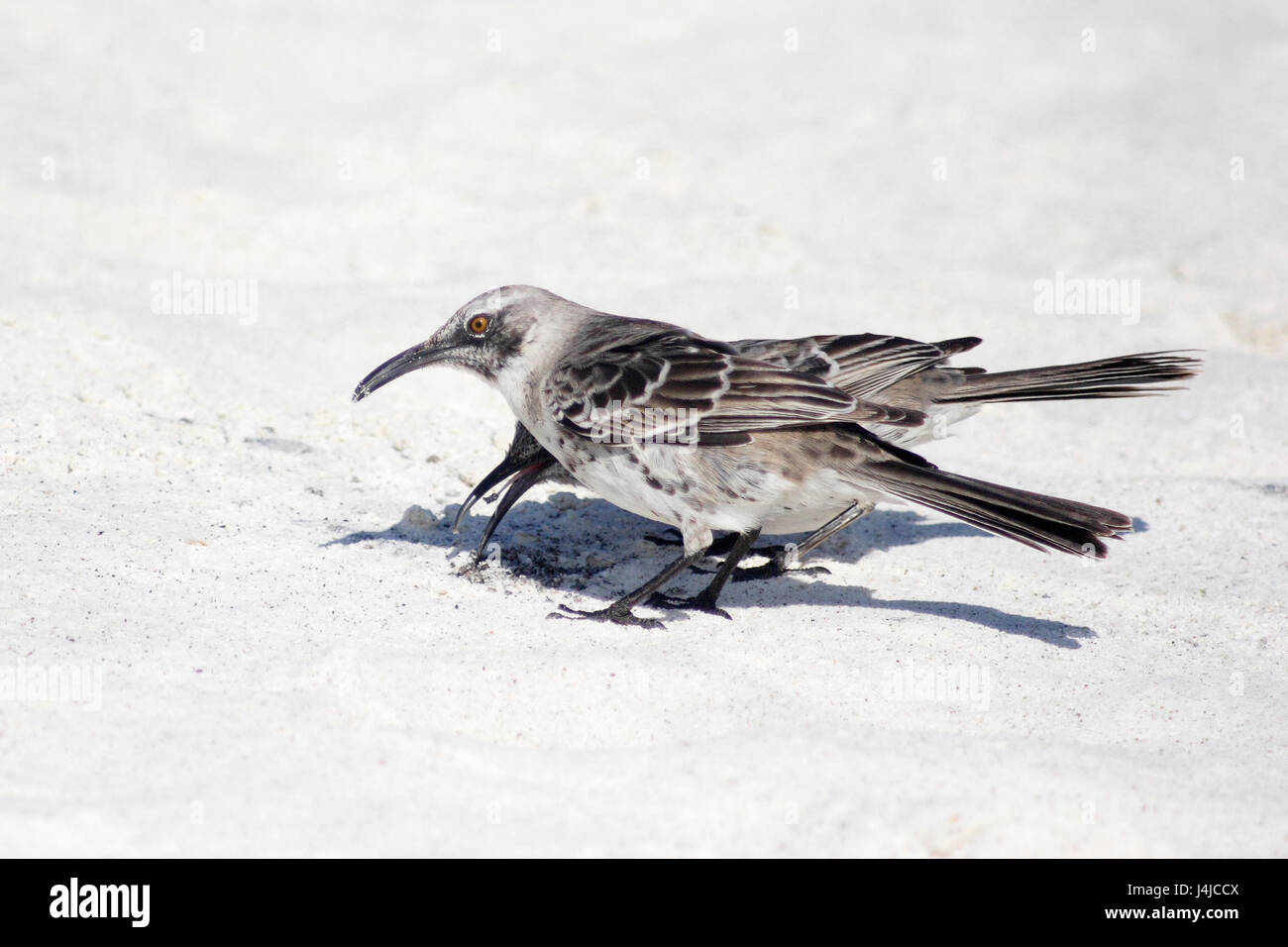 Hood mockingbird (Mimus macdonaldi) on the beach, Gardner Bay, Espanola ...