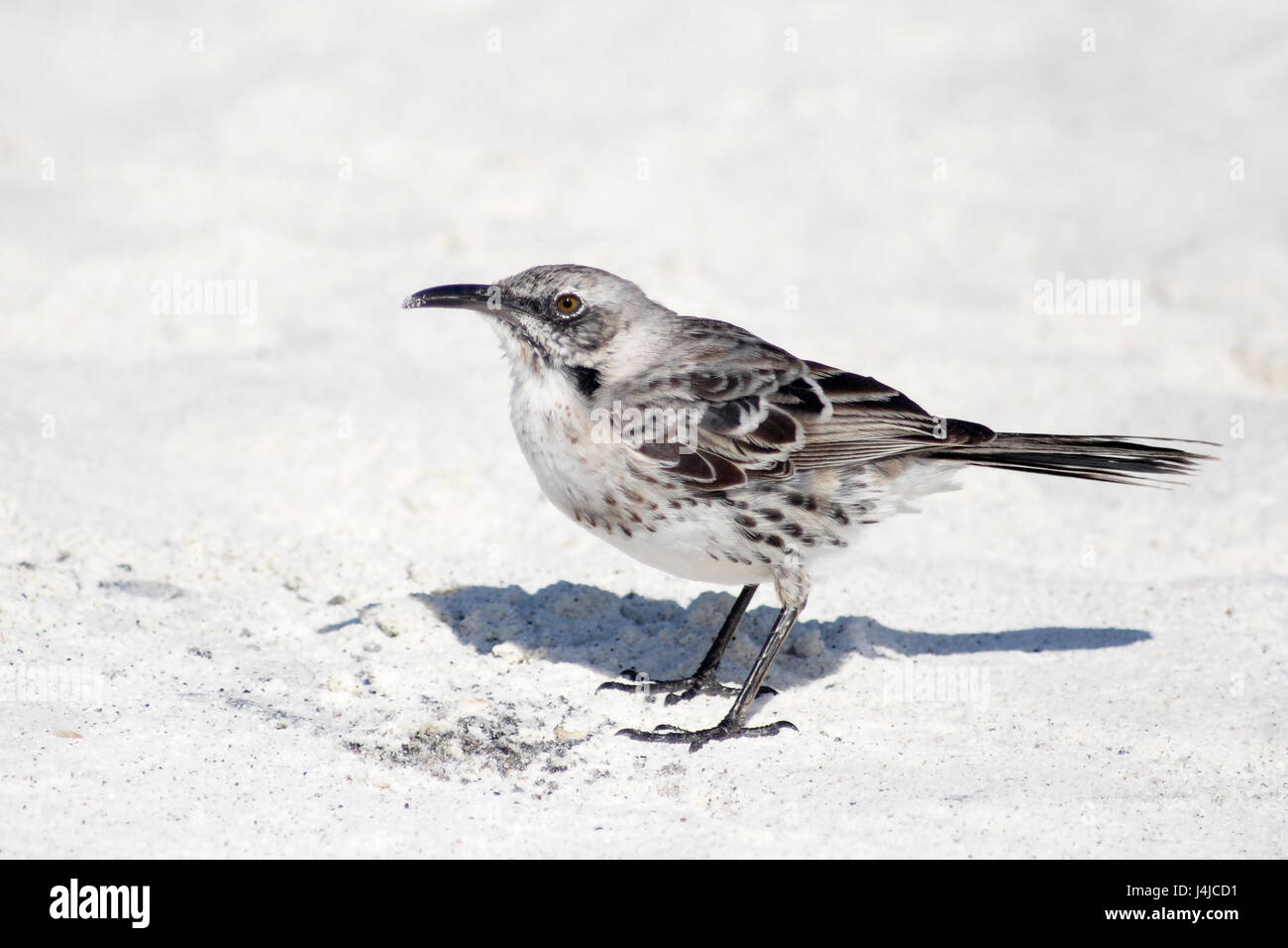 Hood mockingbird (Mimus macdonaldi) on the beach, Gardner Bay, Espanola ...