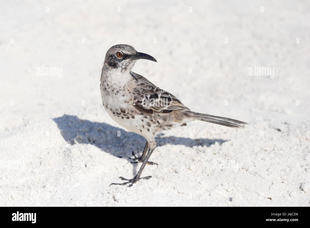 Hood mockingbird (Mimus macdonaldi) on the beach, Gardner Bay, Espanola ...