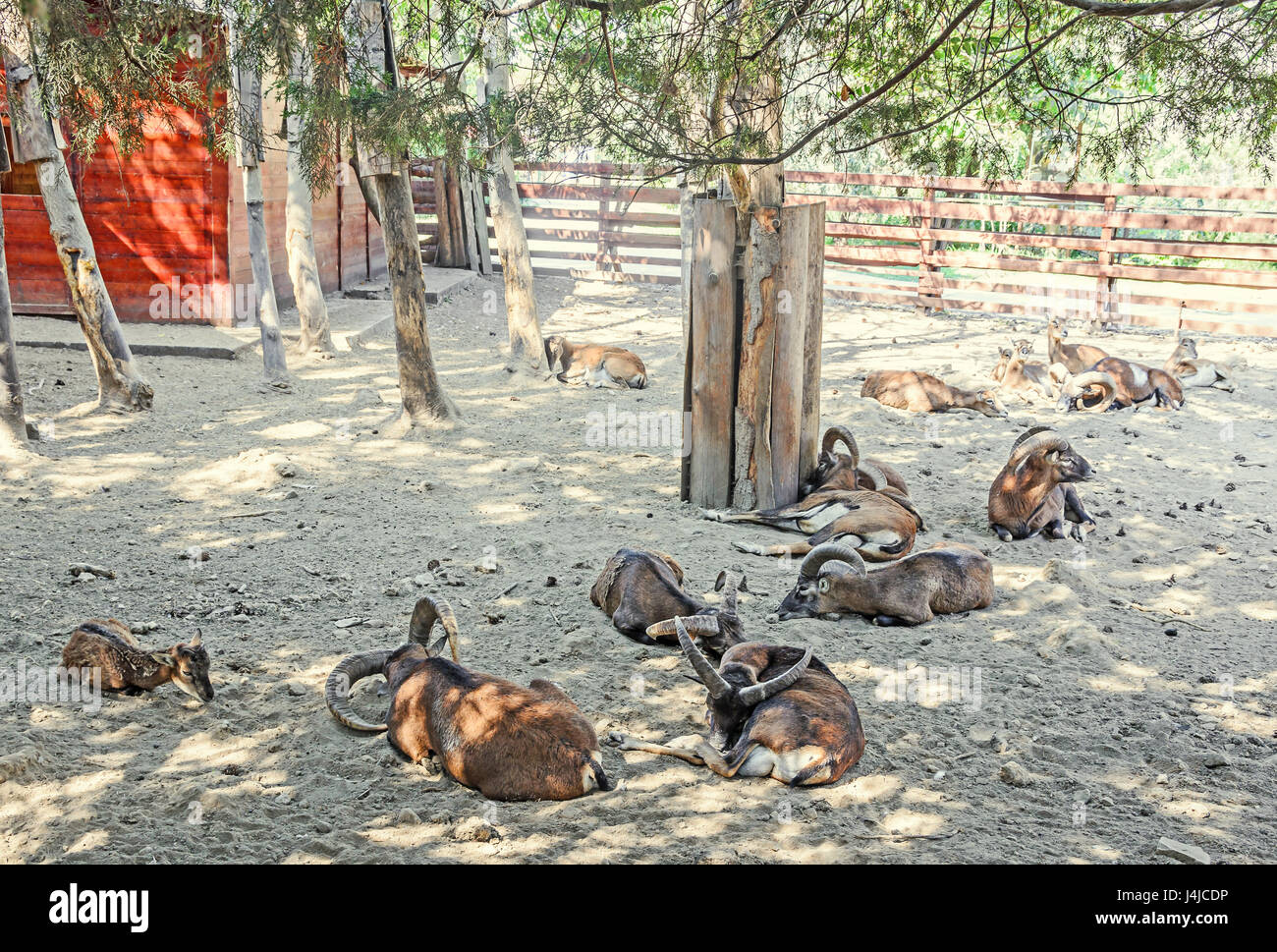 Many antelopes on the ground, behing fence, zoo garden Stock Photo - Alamy