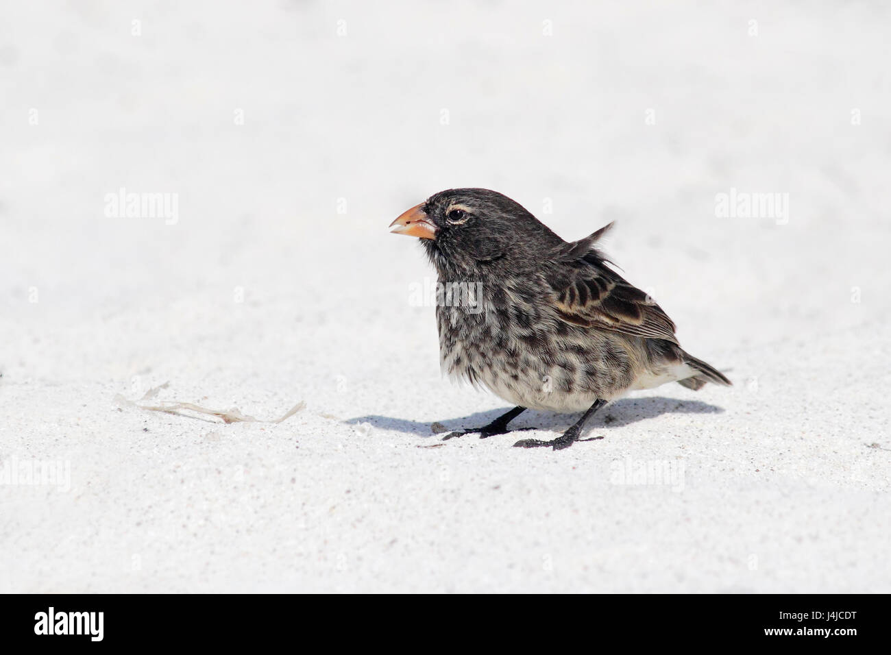 Small Ground Finch (Geospiza fuliginosa) female on the beach, Gardner ...