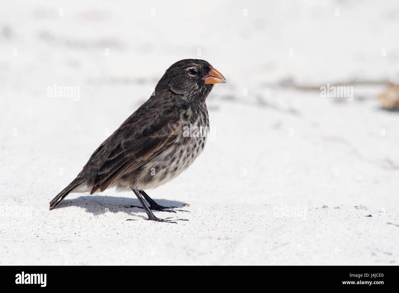 Small Ground Finch (Geospiza fuliginosa) female on the beach, Gardner ...