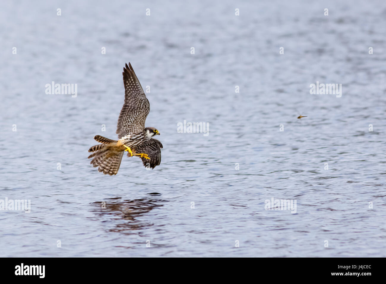 Eurasian Hobby falcon (Falco Subbuteo) flying, in flight, hunting ...