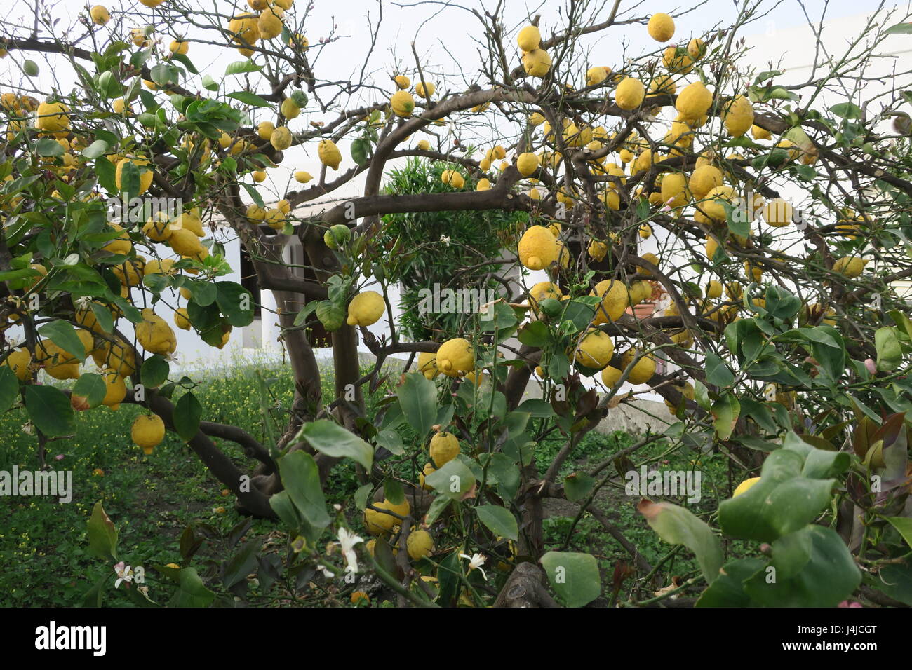 Lemons have lots of vitamine C, recommendable additive at nutrition ...