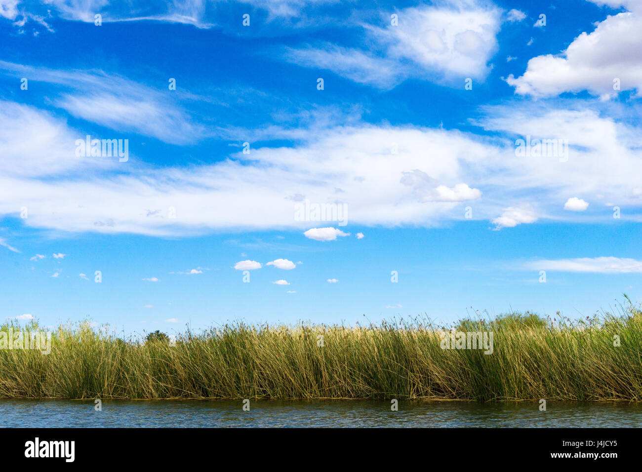 Bulrush in Colorado river under blue sky in Yuma Arizona Stock Photo ...