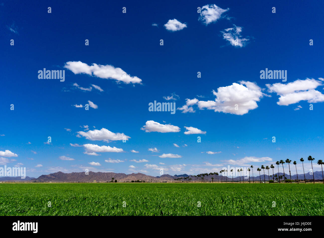 Yuma arizona farm hi-res stock photography and images - Alamy