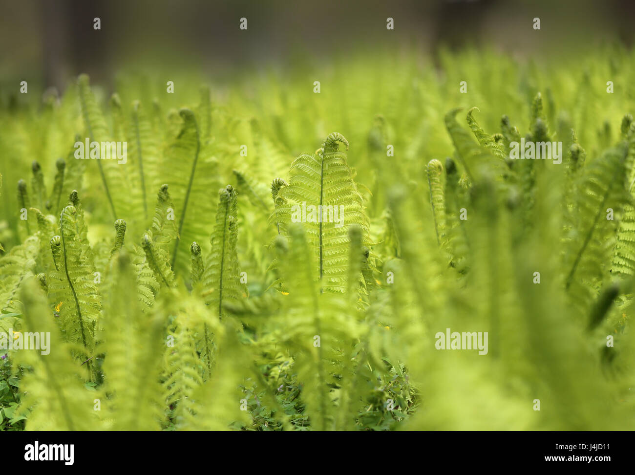 A beautiful meadow green fern photographed in close-up Stock Photo - Alamy