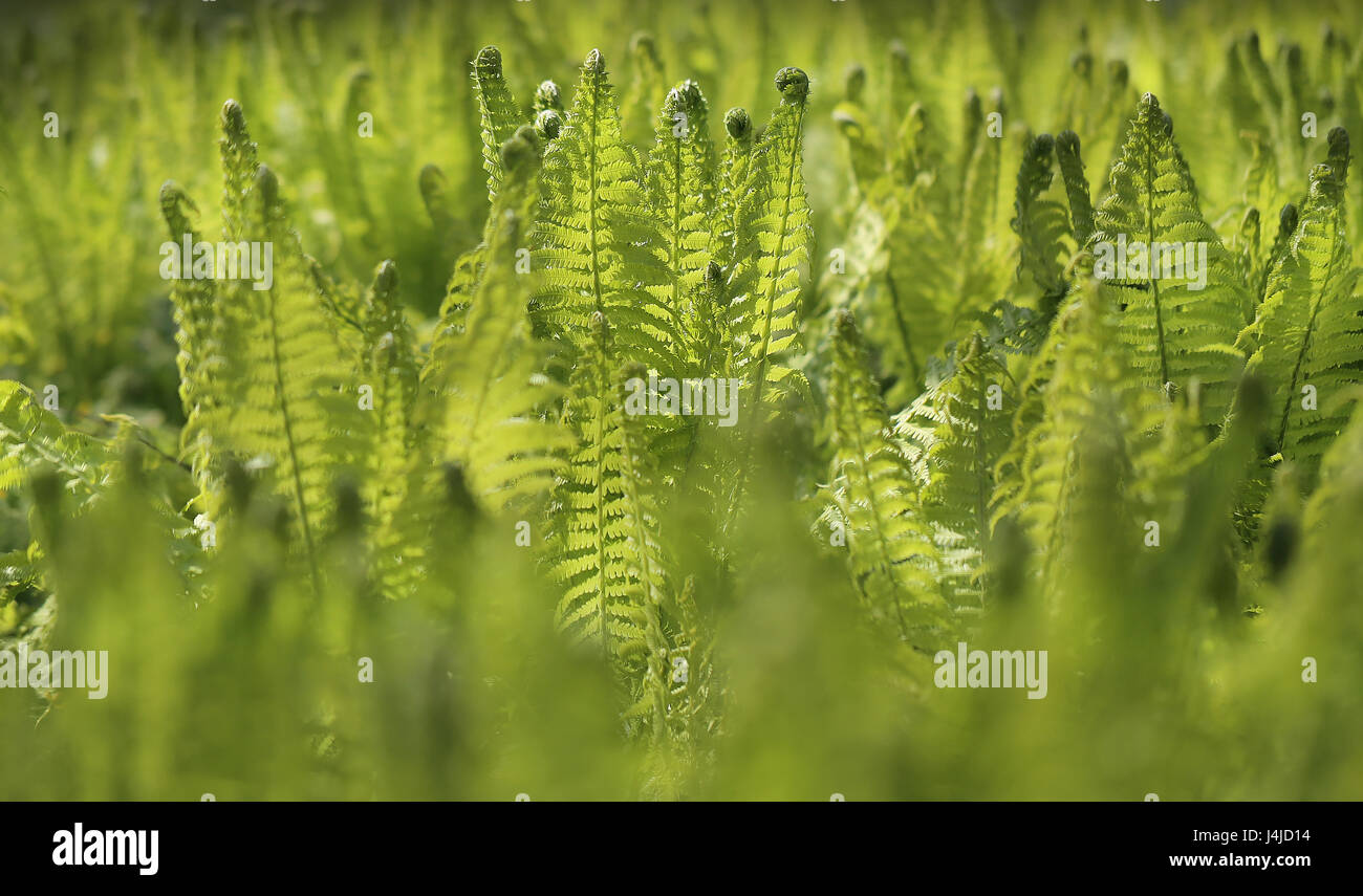 A beautiful meadow green fern photographed in close-up Stock Photo - Alamy