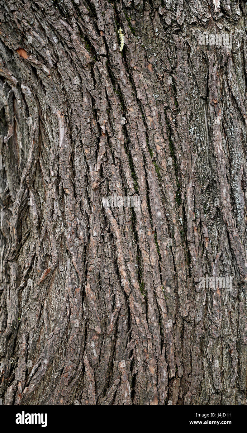 Beautiful wood texture oak photographed in close-up Stock Photo - Alamy