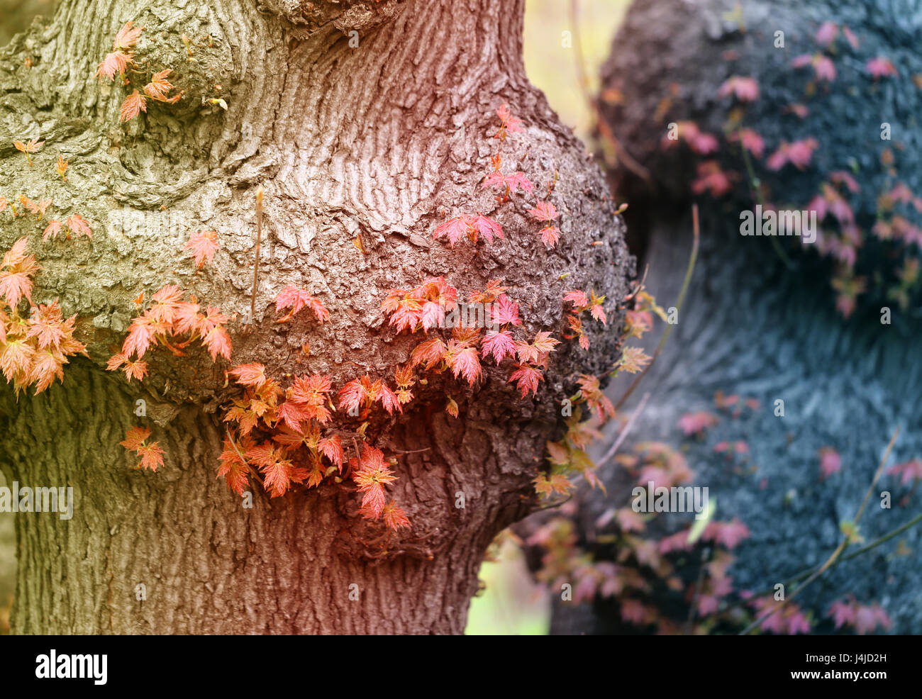 Beautiful wood texture maple photographed in close-up Stock Photo - Alamy