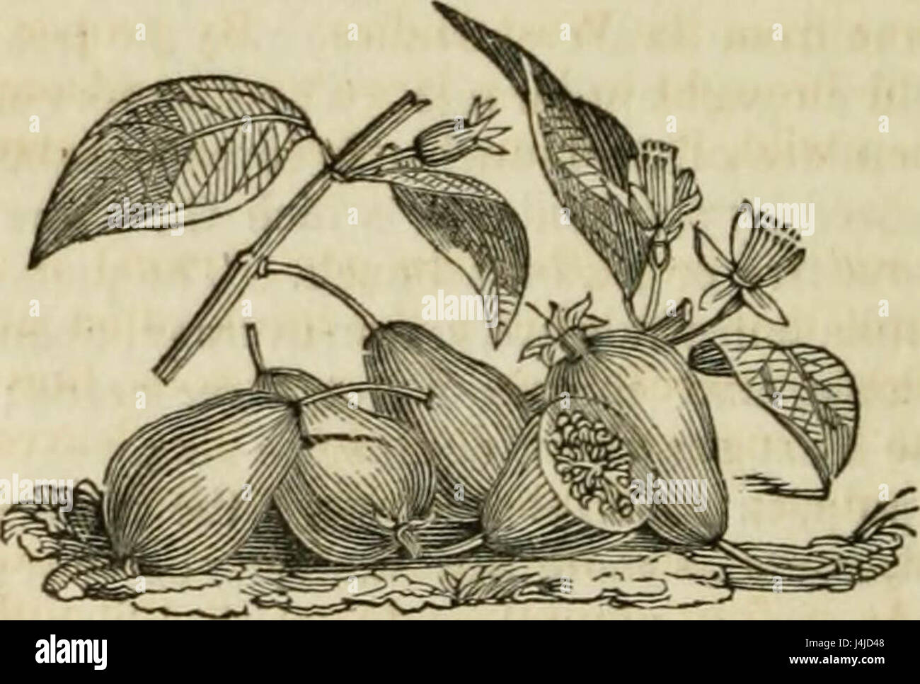 "A description and history of vegetable substances, used in the arts ...