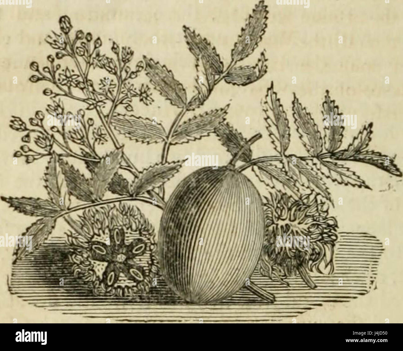 "A description and history of vegetable substances, used in the arts ...