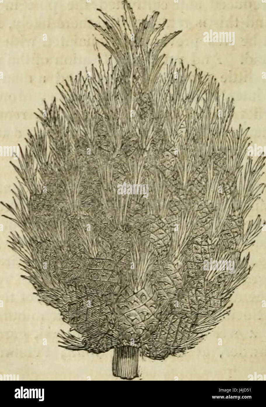 A description and history of vegetable substances hi-res stock ...