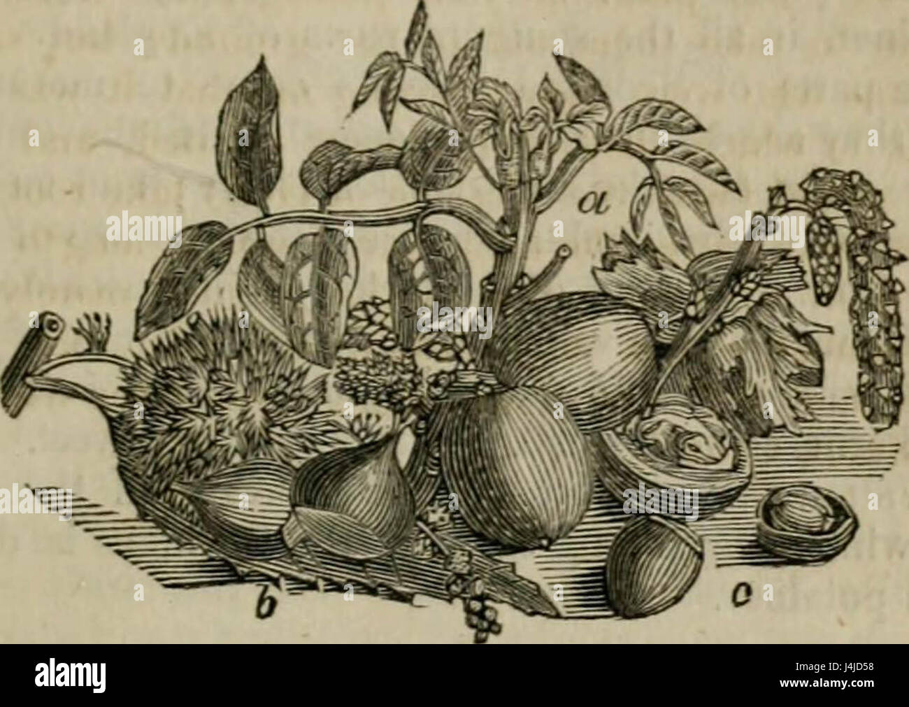 "A description and history of vegetable substances, used in the arts ...