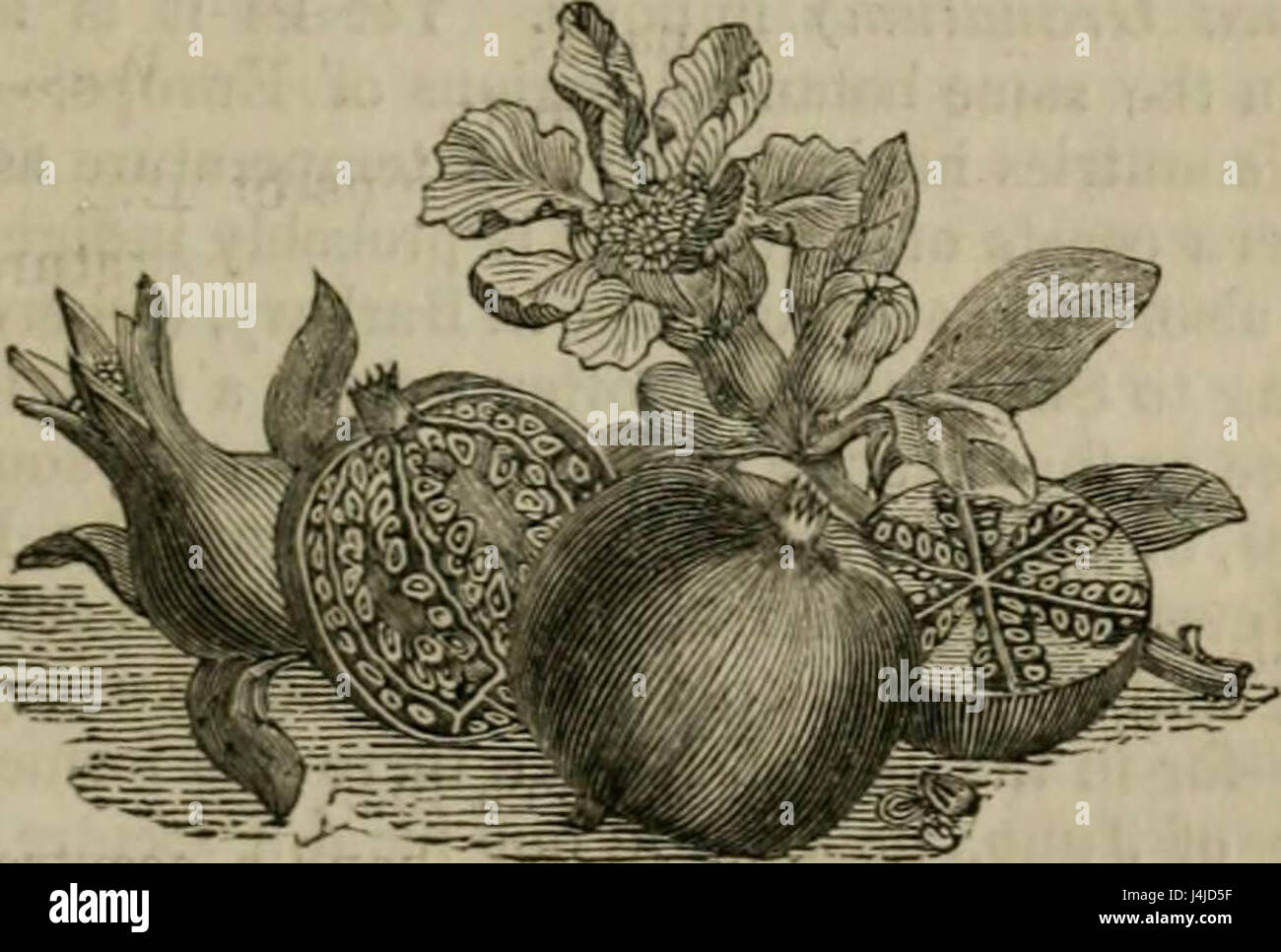 "A description and history of vegetable substances, used in the arts ...