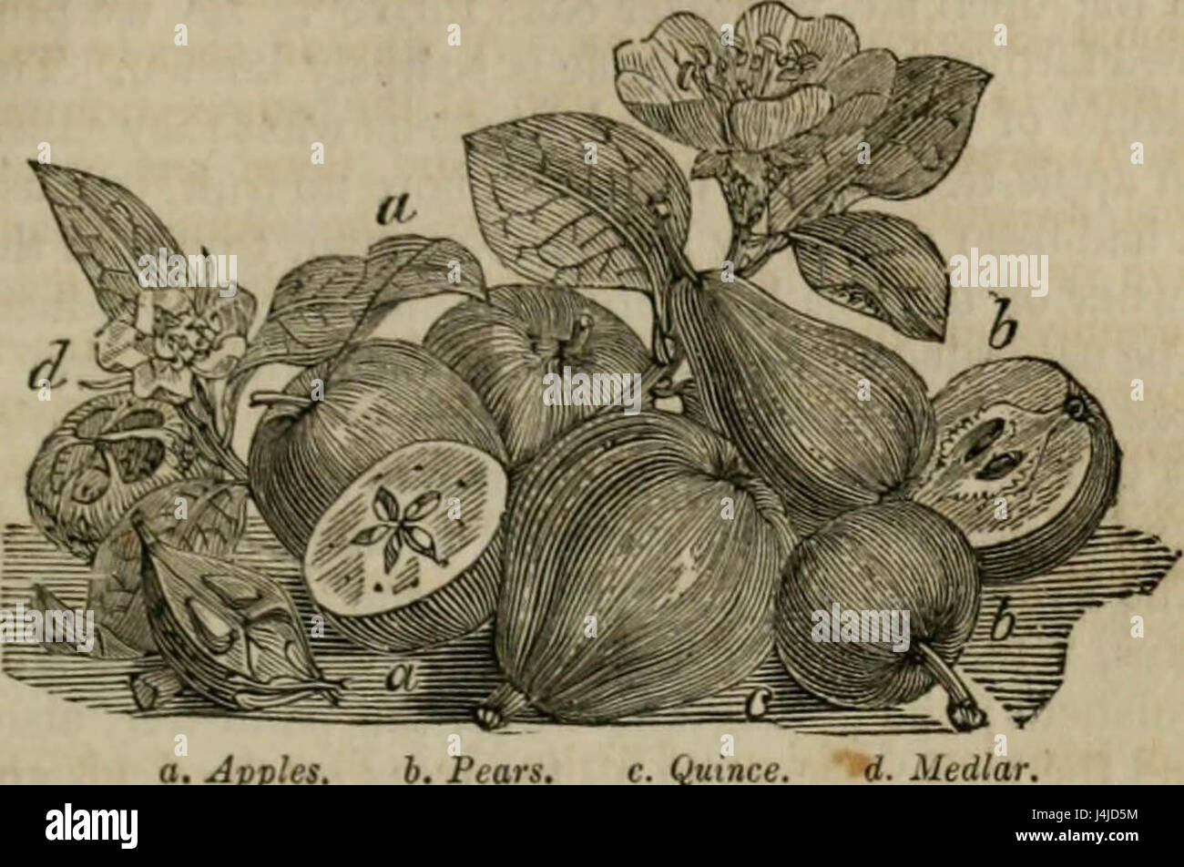 A description and history of vegetable substances hi-res stock ...