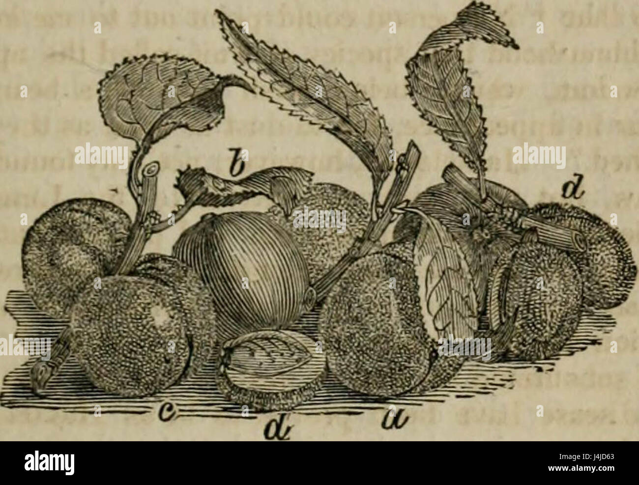 "A description and history of vegetable substances, used in the arts ...
