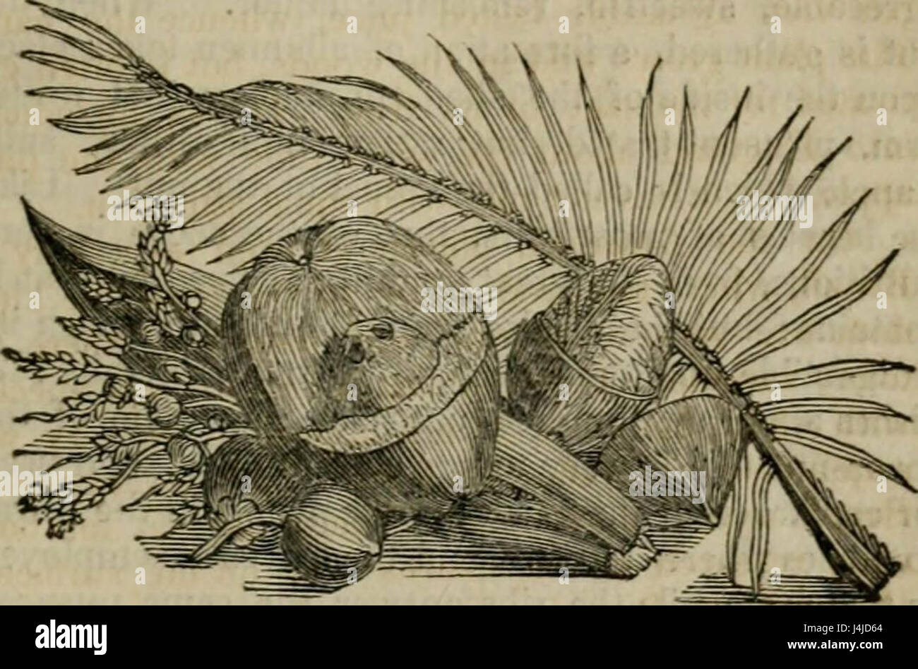 A description and history of vegetable substances hi-res stock ...