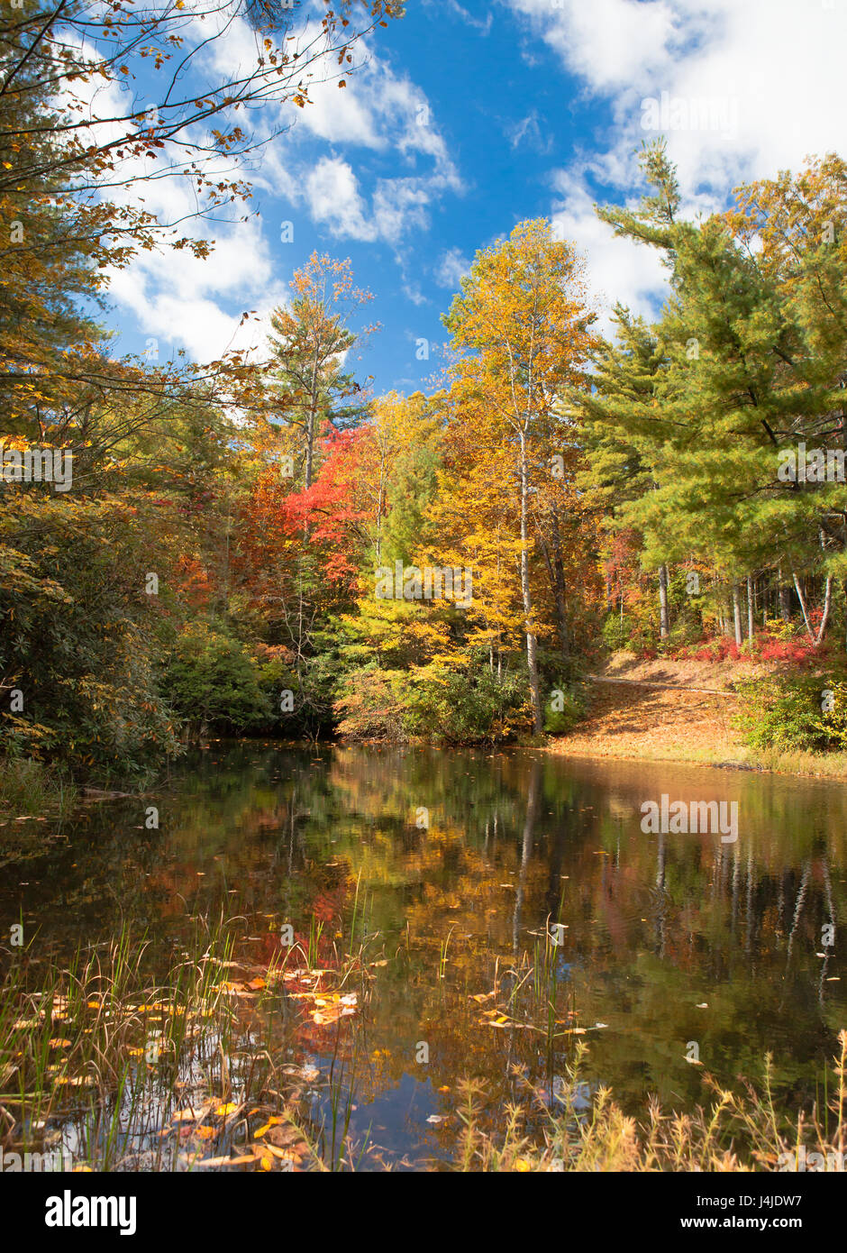 Leaves On Autumn Lake