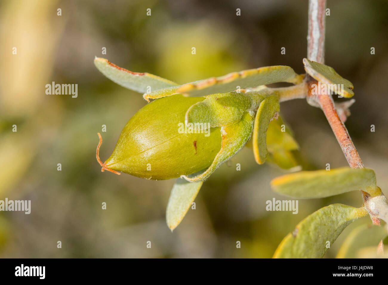 Fruit eaten by the animals hi-res stock photography and images - Alamy