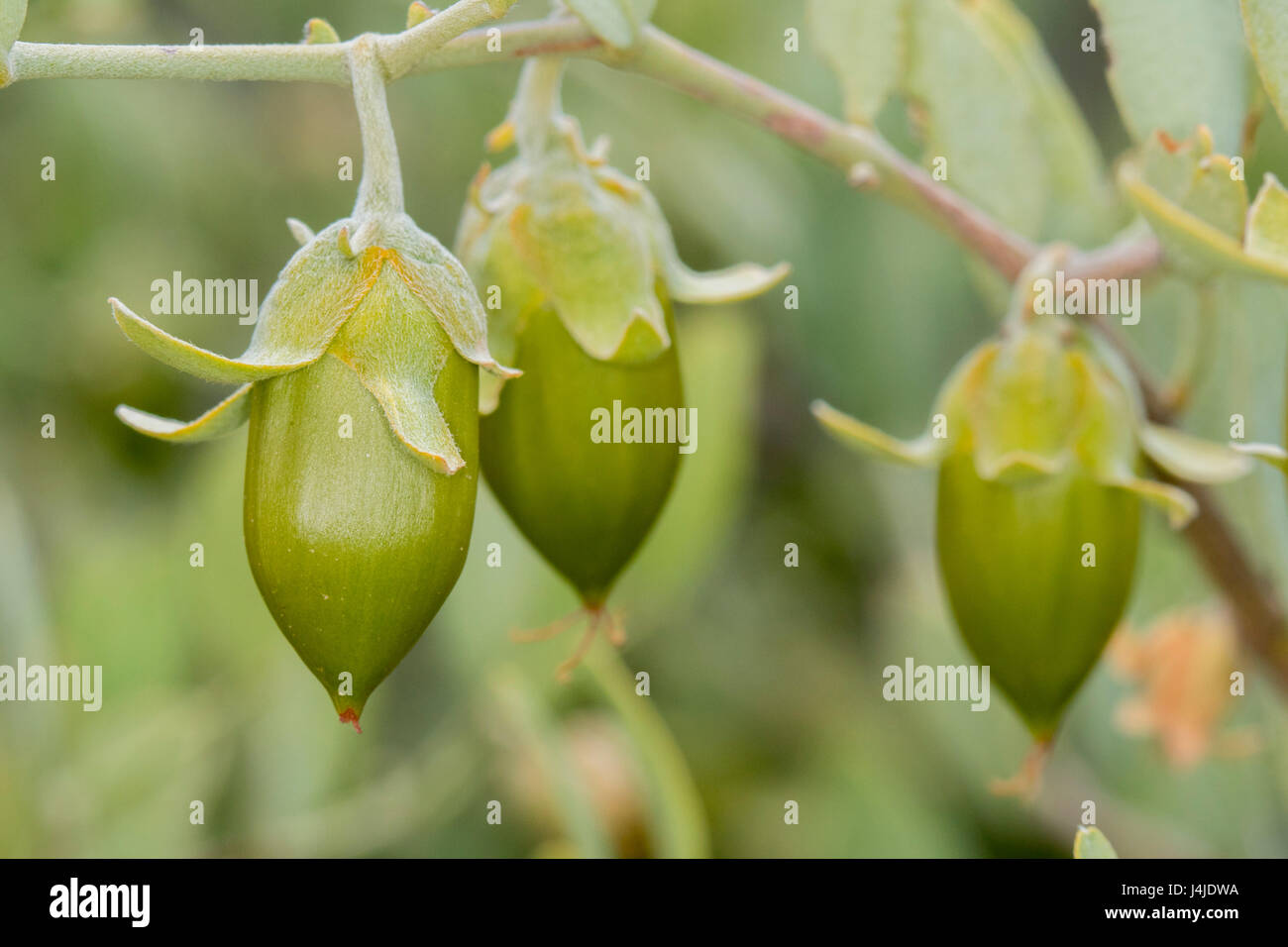 Jojoba plant hi-res stock photography and images - Alamy