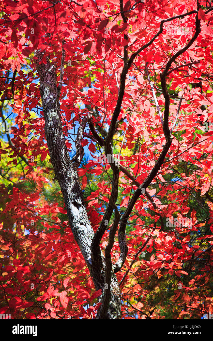 Brilliant red tree of autumn Stock Photo - Alamy