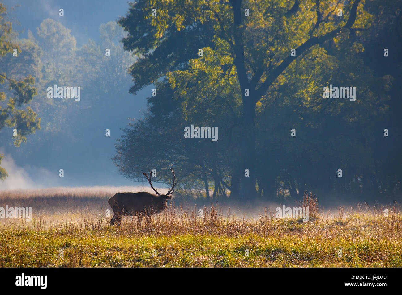 Elk in profile hi-res stock photography and images - Alamy