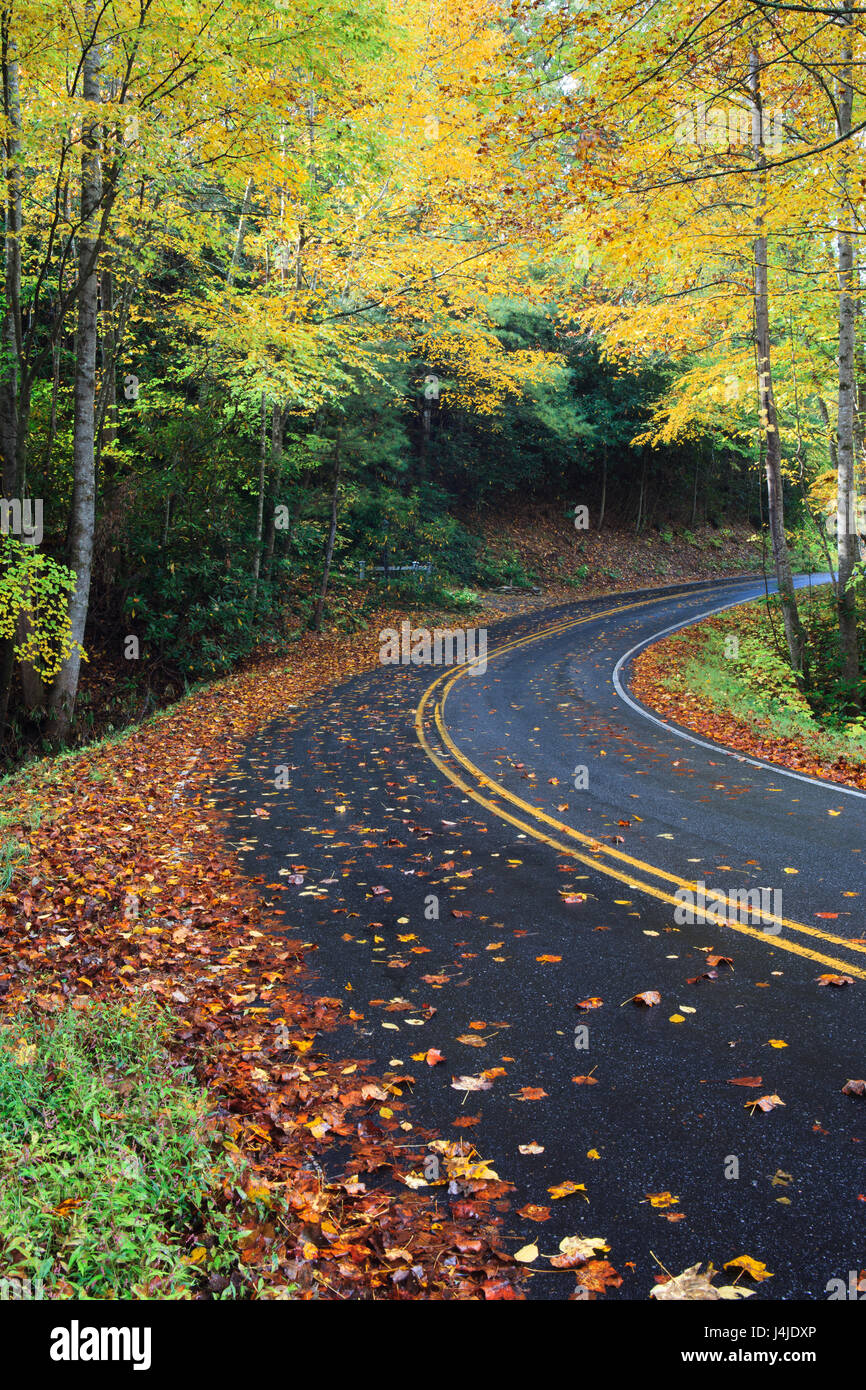 Country road surrounded by fall colors and leaves Stock Photo - Alamy