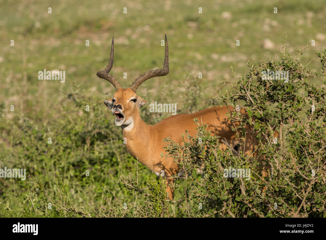 Impala buck, Tanzania Stock Photo - Alamy