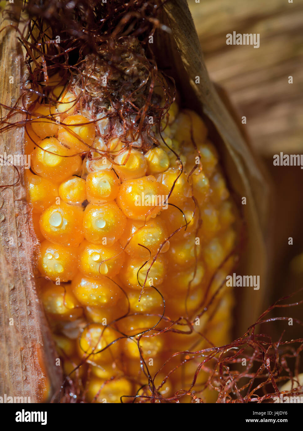 Corn stalk halloween hi-res stock photography and images - Alamy
