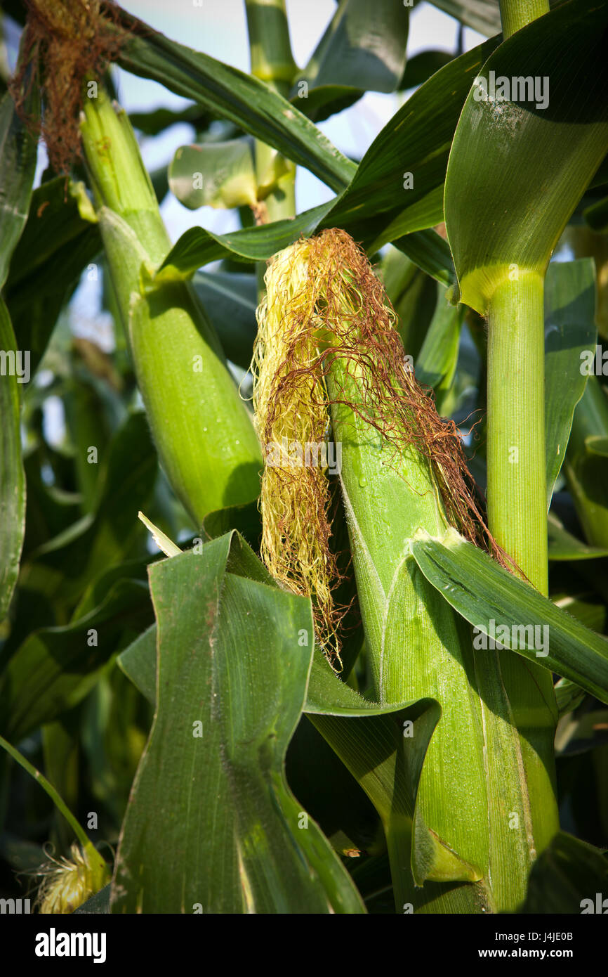 Corn on the stalk hi-res stock photography and images - Alamy