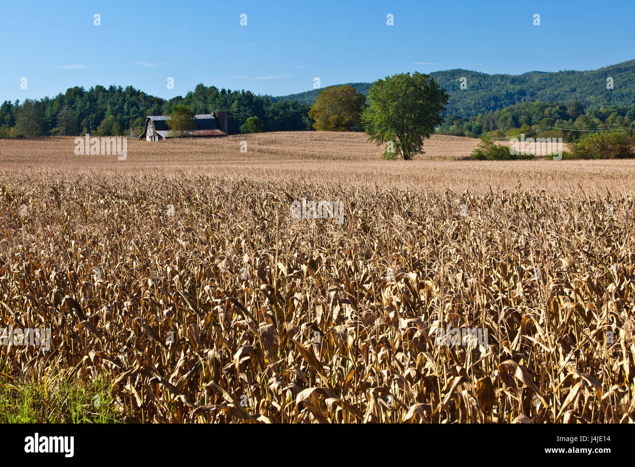 Huge field of dried corn stalks Stock Photo - Alamy