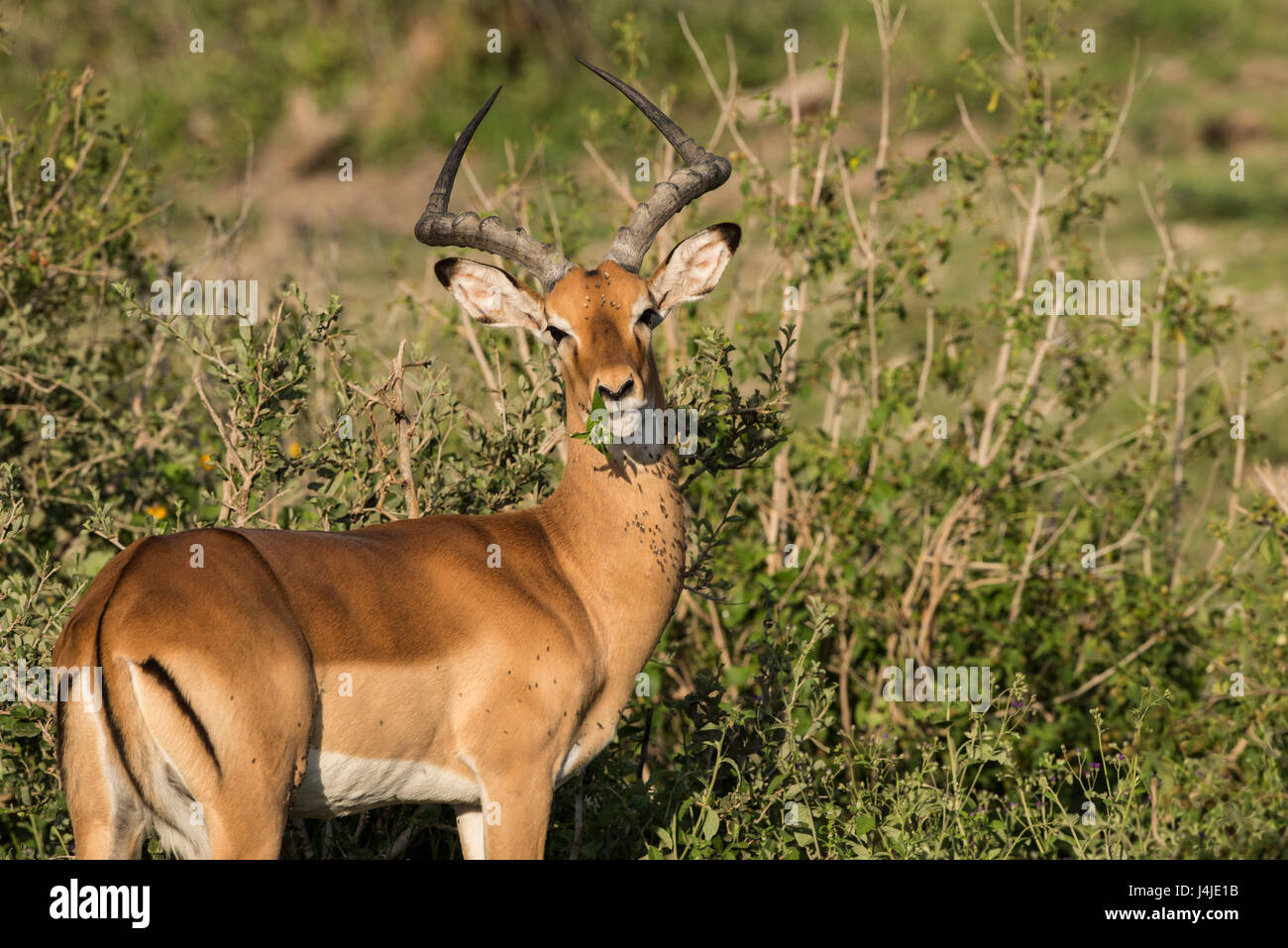 Buck impala hi-res stock photography and images - Alamy